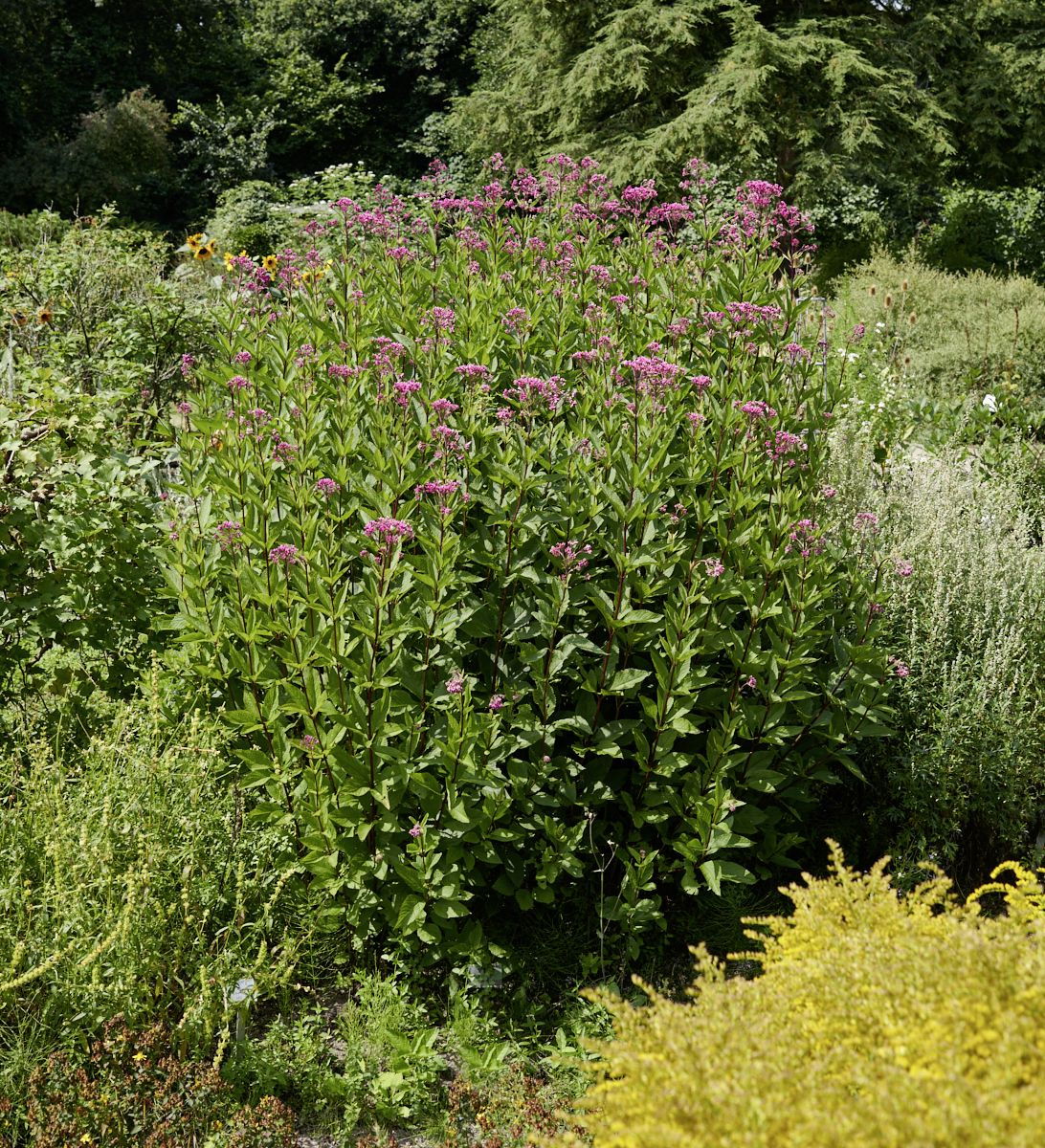 Sonnenscheinhut Euphoria Ruby - Eupatorium purpureum Euphoria Ruby ...