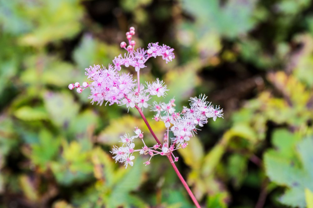 Zwergiges Mädesüß Nana - Filipendula palmata Nana günstig kaufen