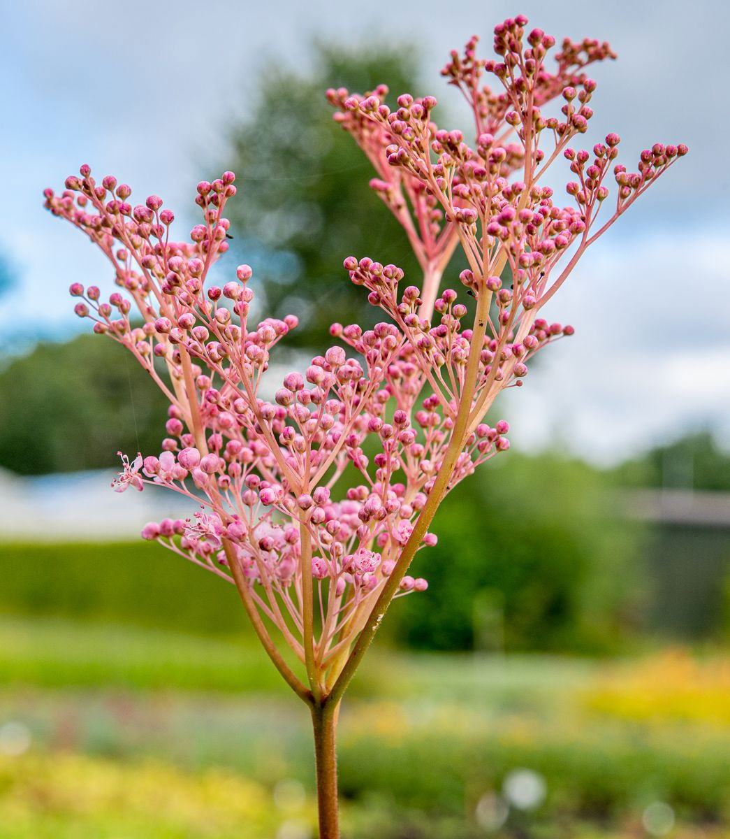 Kleines Mädesüß - Filipendula vulgaris günstig kaufen