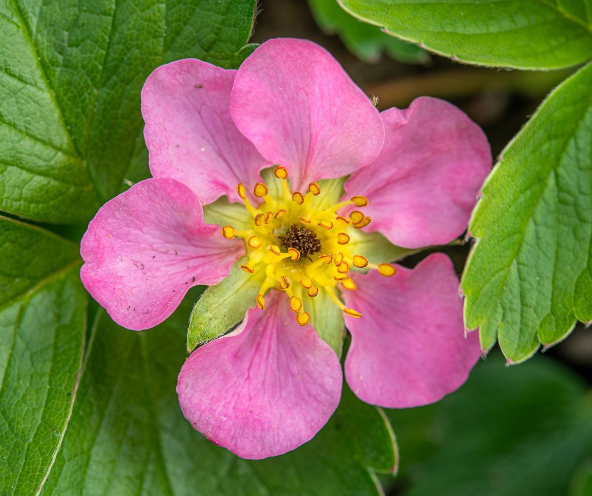 Monats-Erdbeere - Fragaria vesca var.semperflorens günstig kaufen