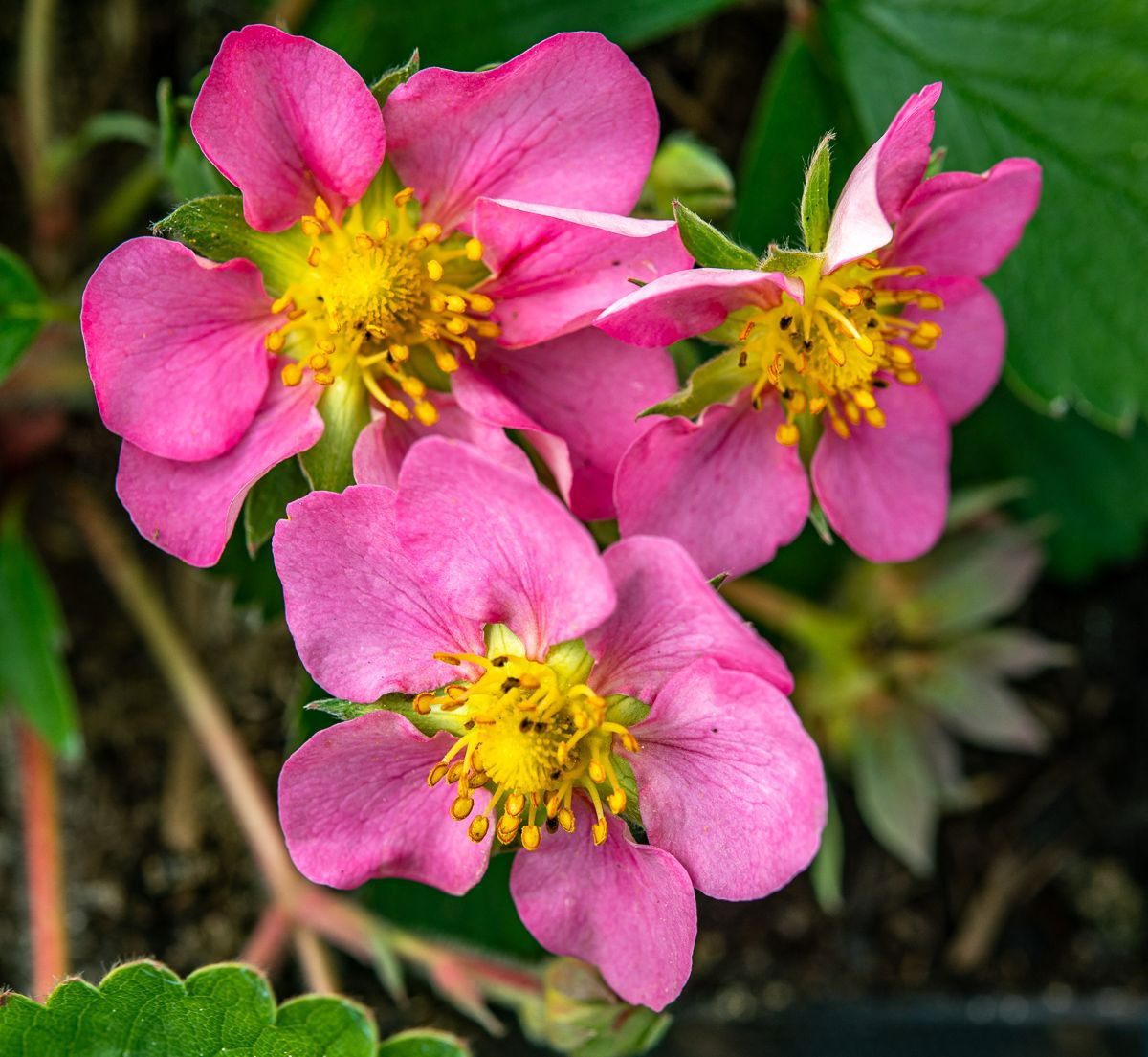 Garten-Erdbeere Pink Panda® - Fragaria x ananassa Pink Panda® günstig ...
