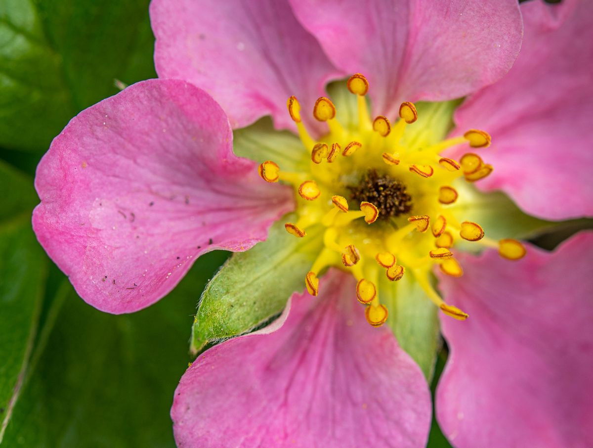 Garten-Erdbeere Pink Panda® - Fragaria x ananassa Pink Panda® günstig ...