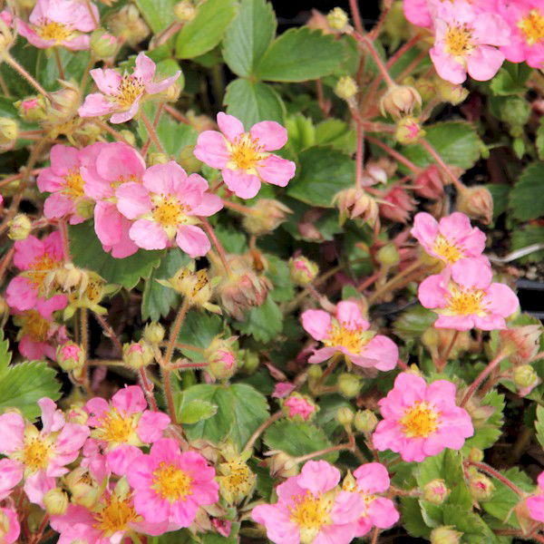 Garten-Erdbeere Pink Panda® - Fragaria x ananassa Pink Panda® günstig ...