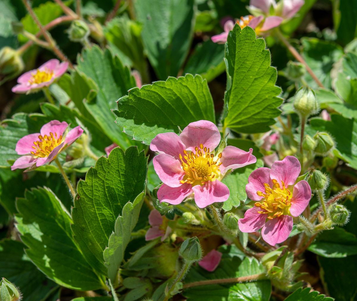 Garten-Erdbeere Pink Panda® - Fragaria x ananassa Pink Panda® günstig ...