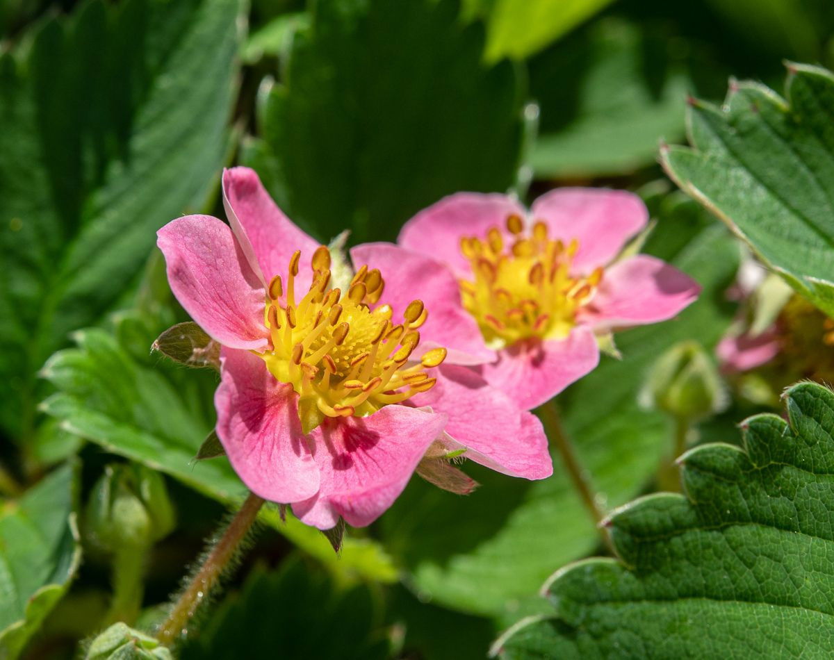 Garten-Erdbeere Pink Panda® - Fragaria x ananassa Pink Panda® günstig ...