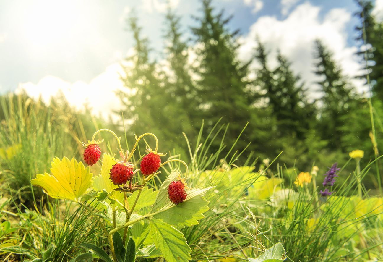 Erdbeere Elsanta - Fragaria vesca Elsanta günstig kaufen