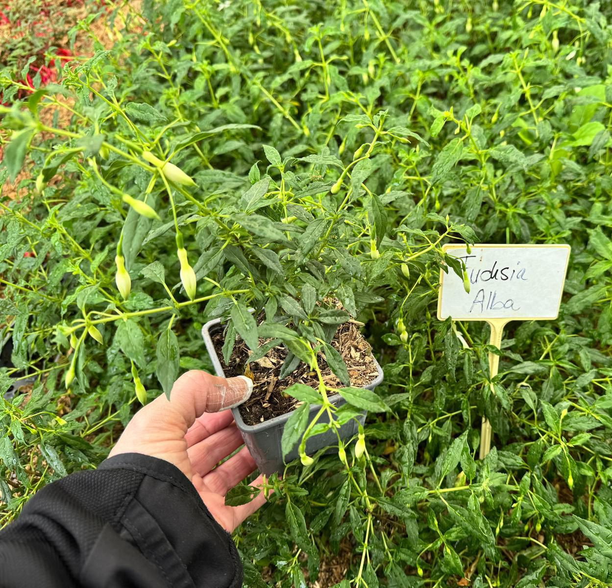Fuchsie Alba - Fuchsia magellanica Alba günstig kaufen