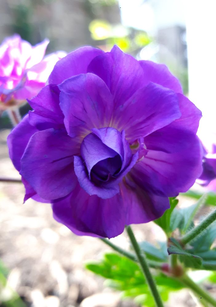 Himalaya Storchschnabel Birch Double - Geranium himalayense Birch ...