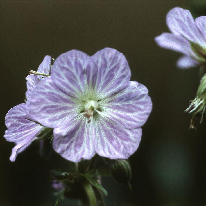 Storchschnabel Midnight Reiter - Geranium pratense Midnight Reiter ...