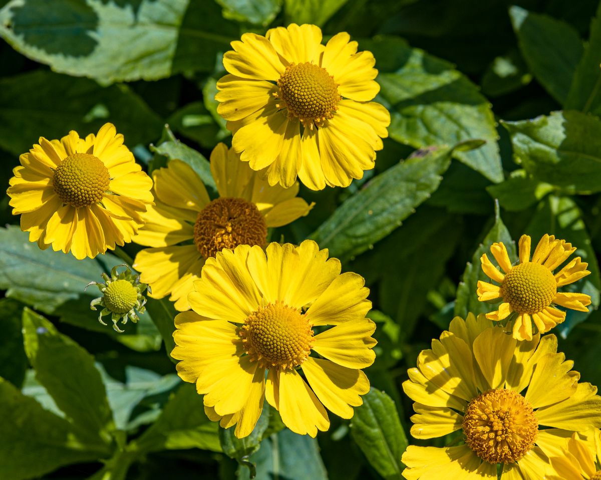Sonnenbraut Flammendes Käthchen - Helenium cultorum Flammendes Käthchen ...