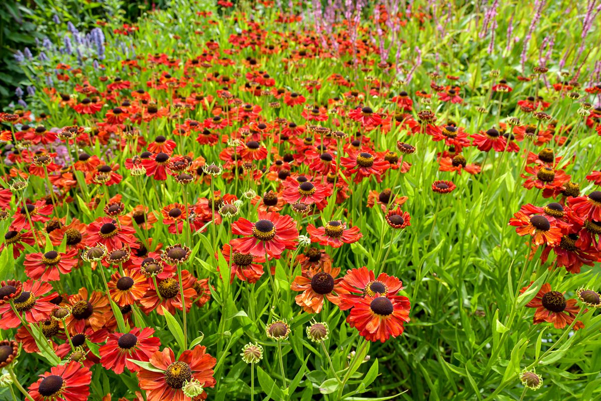Sonnenbraut Rauchtopas - Helenium cultorum Rauchtopas günstig kaufen