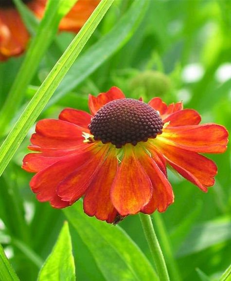Sonnenbraut Rauchtopas - Helenium cultorum Rauchtopas günstig kaufen