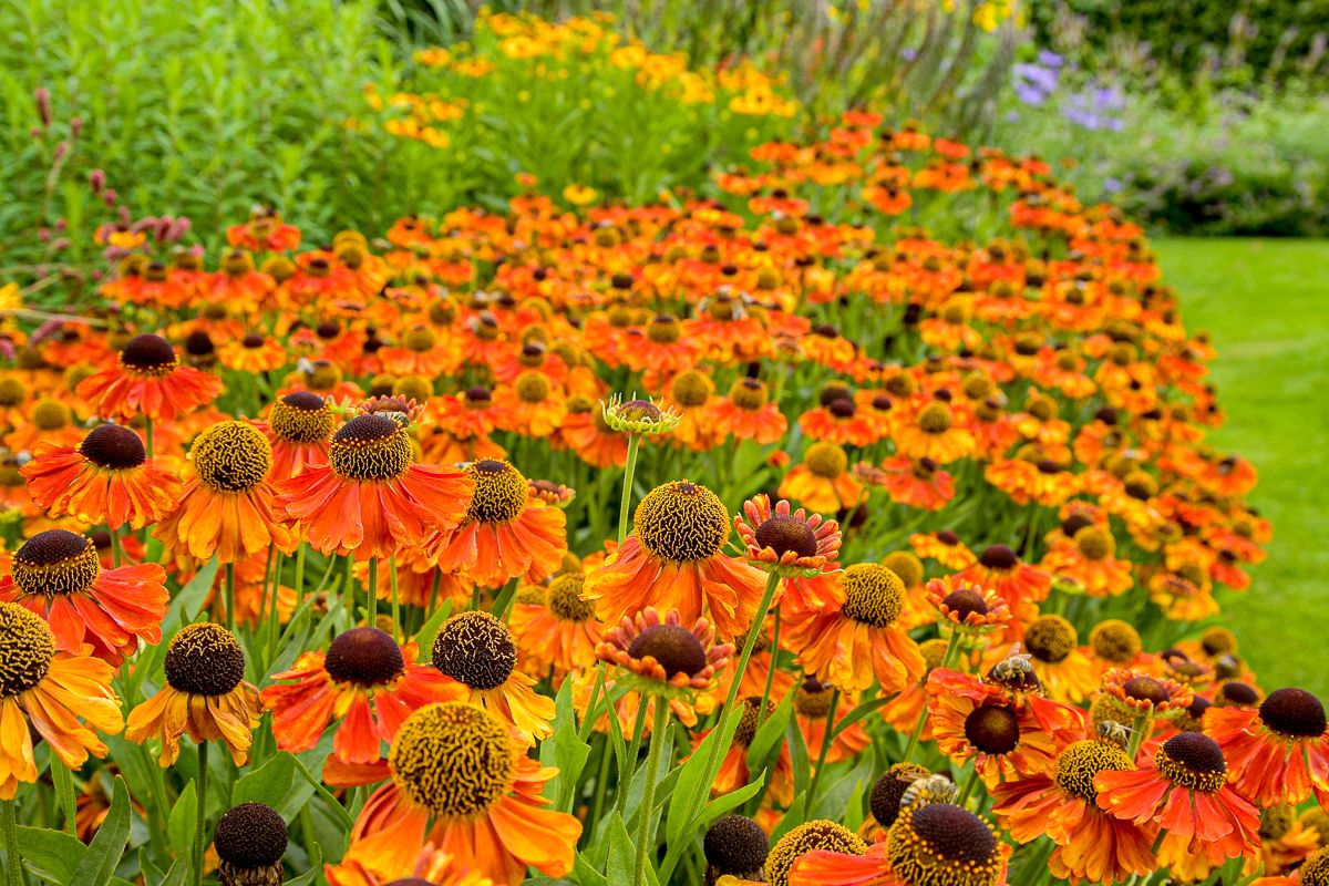 Sonnenbraut Rauchtopas - Helenium cultorum Rauchtopas günstig kaufen