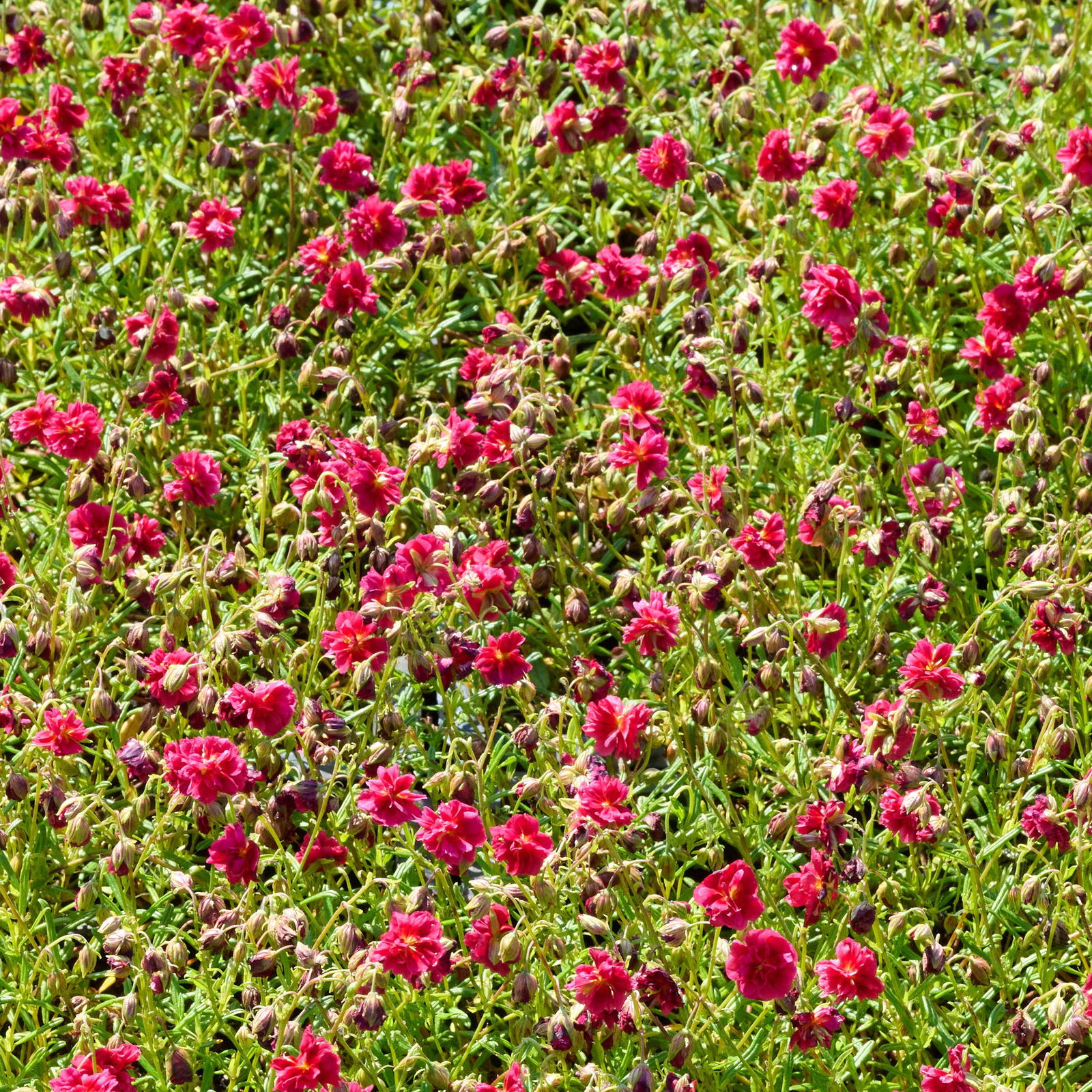Sonnenröschen Cerise Queen - Helianthemum cultorum Cerise Queen günstig ...