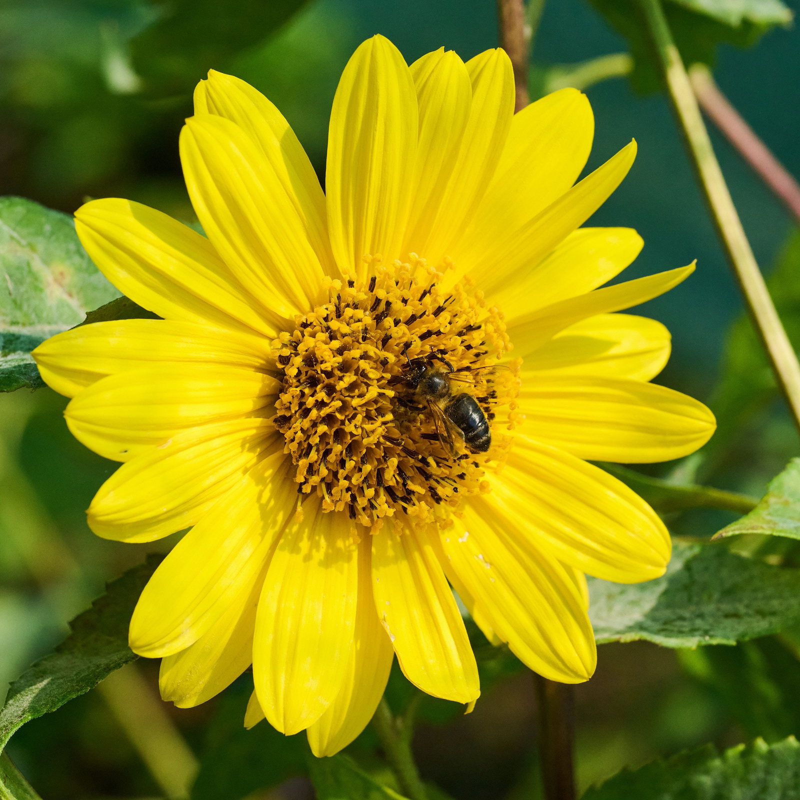 Stauden Sommerblume Capenoch Star - Helianthus decapetalus Capenoch ...