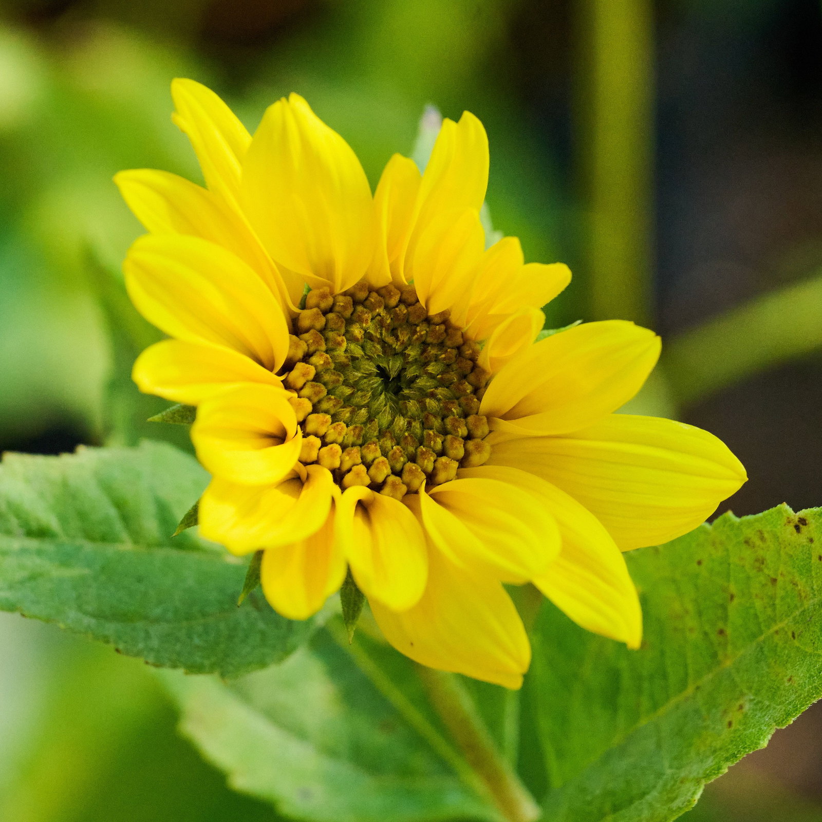 Stauden Sommerblume Capenoch Star - Helianthus decapetalus Capenoch ...
