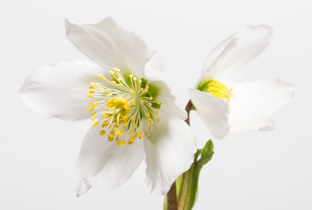 Christrose, Schneerose | jetzt günstig online kaufen