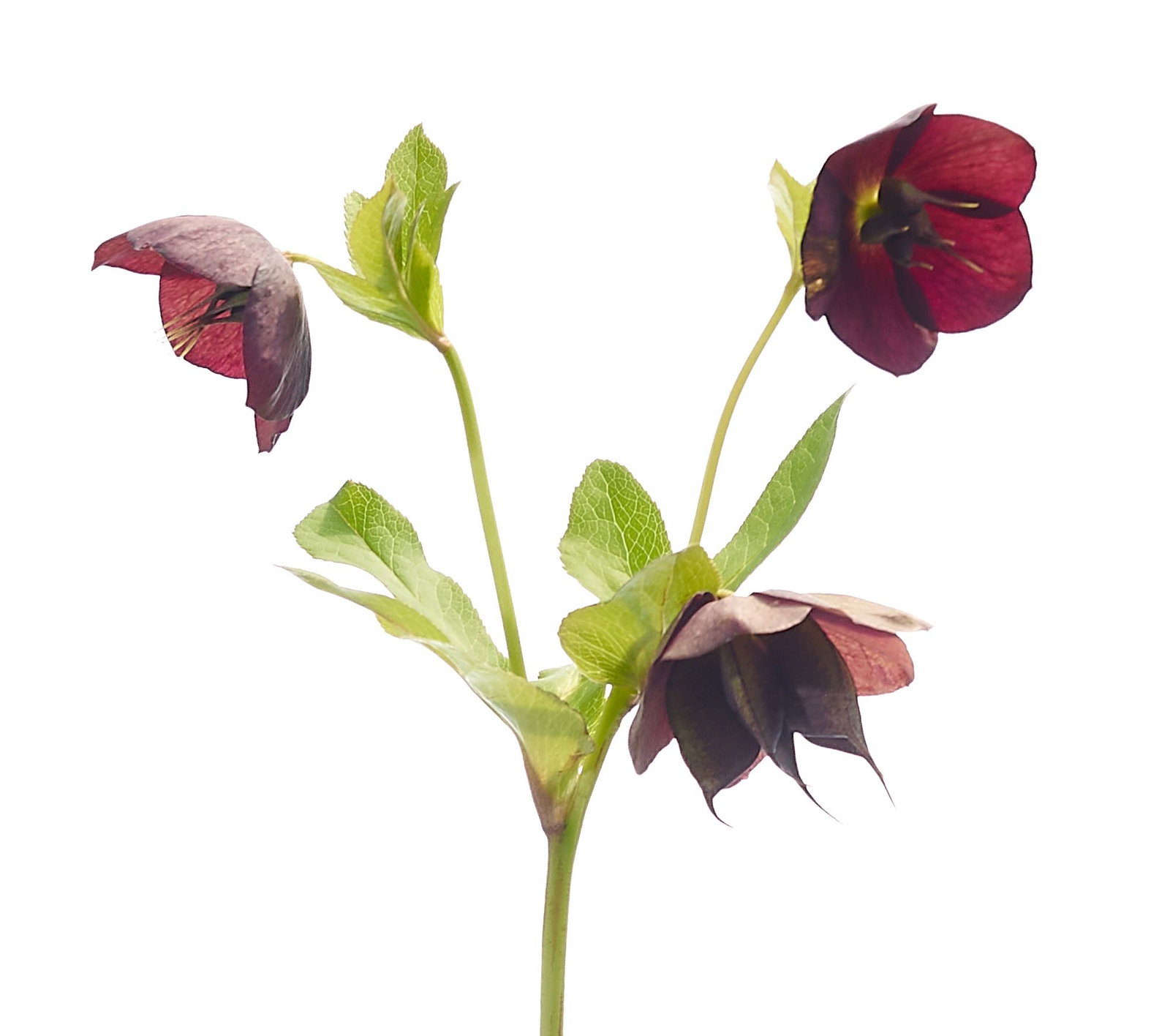 Garten Lenzrose - Helleborus orientalis Double Vision günstig kaufen