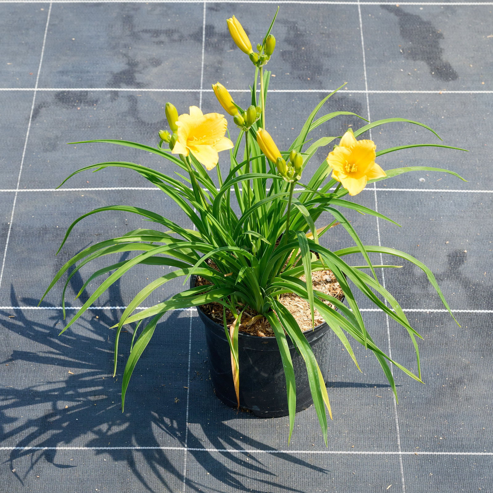 Mein Schoner Garten Kleinblutige Taglilie Stella De Oro