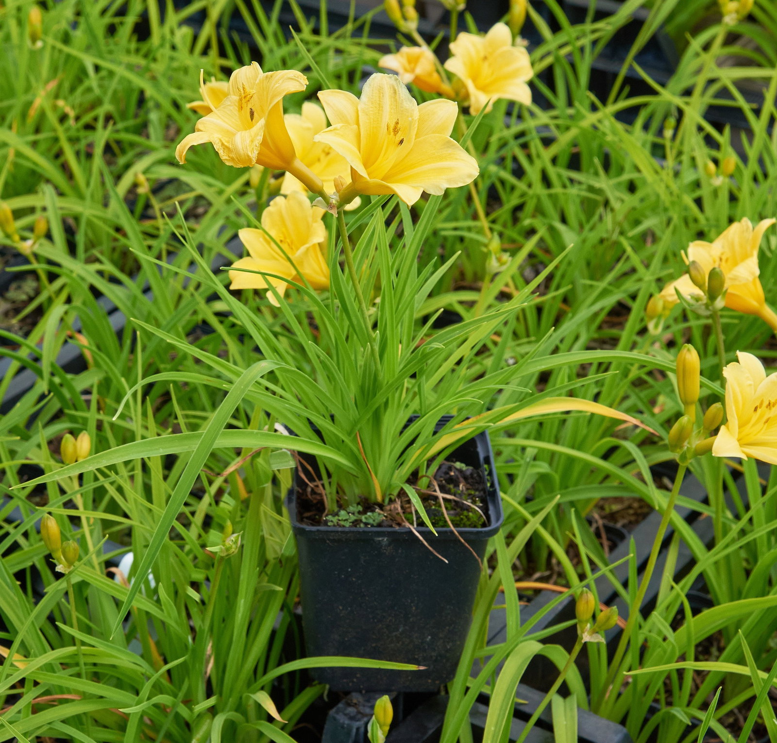 Mein Schoner Garten Kleinblutige Taglilie Stella De Oro