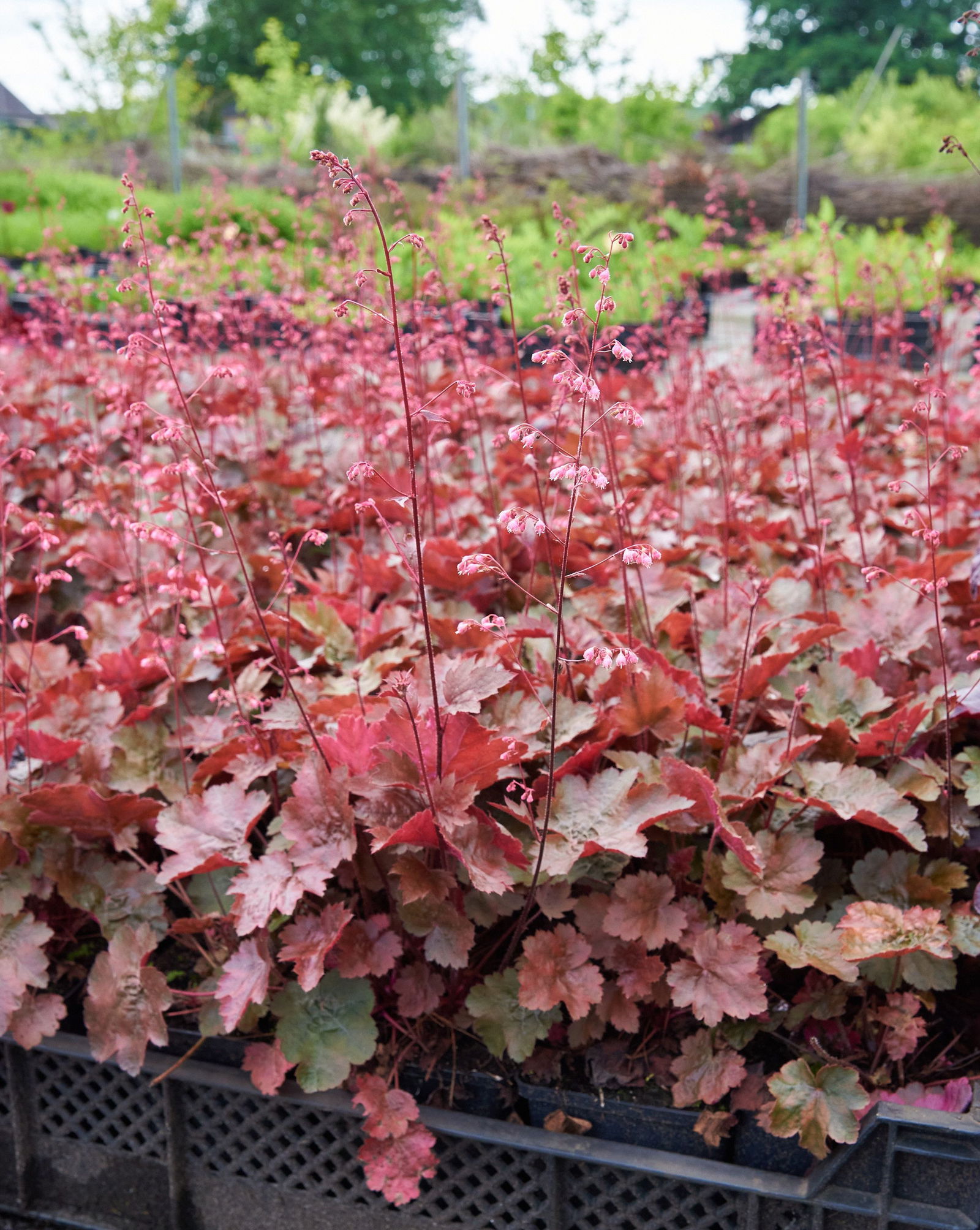 Silberglöckchen Rachel - Heuchera micrantha Rachel günstig kaufen