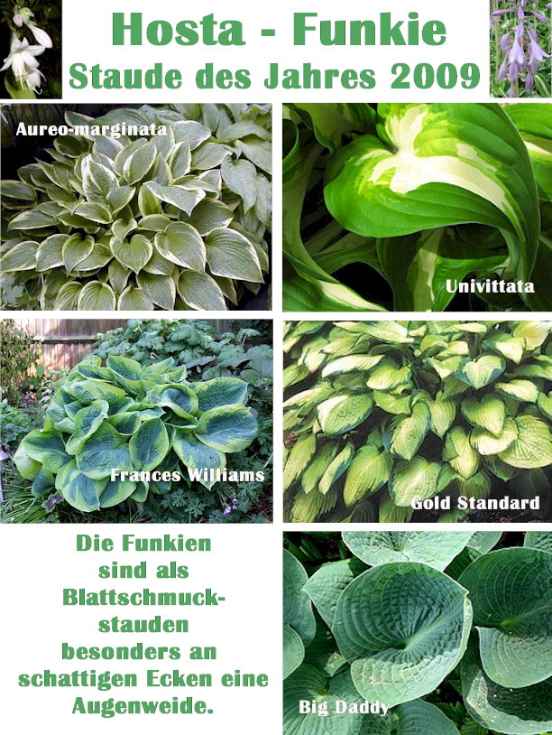 Funkie in Sorten - Hosta i.S. günstig kaufen
