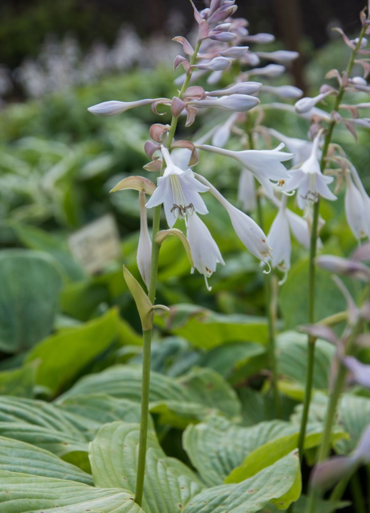 Hohe Funkie Blue Mammoth - Hosta sieboldiana Blue Mammoth günstig kaufen