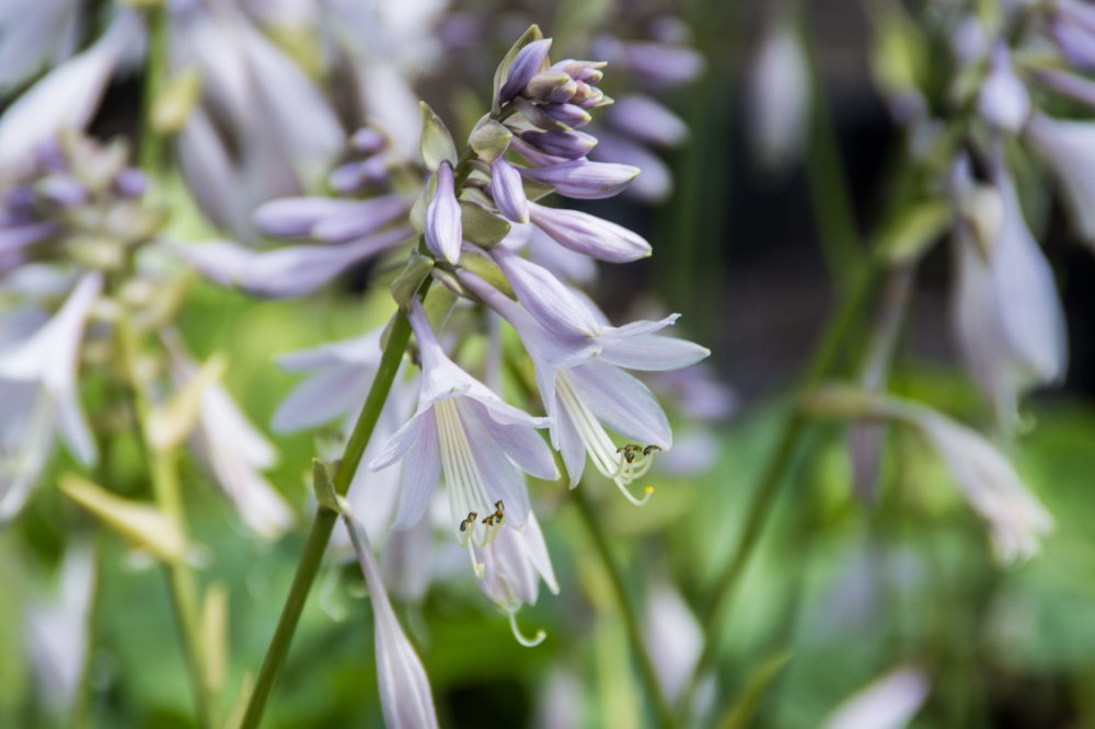 Hohe Funkie Blue Mammoth - Hosta sieboldiana Blue Mammoth günstig kaufen