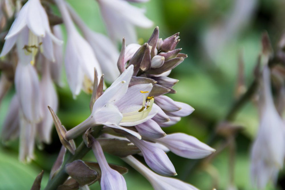 Hohe Funkie Blue Mammoth - Hosta sieboldiana Blue Mammoth günstig kaufen