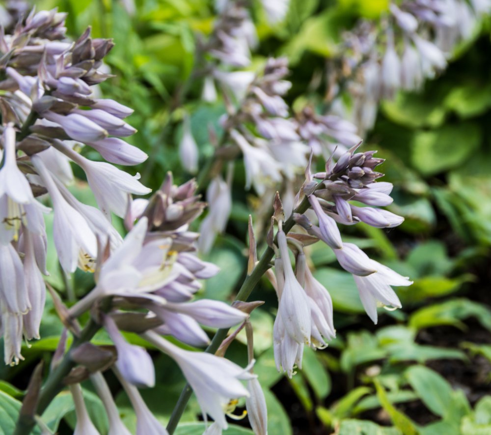 Hohe Funkie Blue Mammoth - Hosta sieboldiana Blue Mammoth günstig kaufen