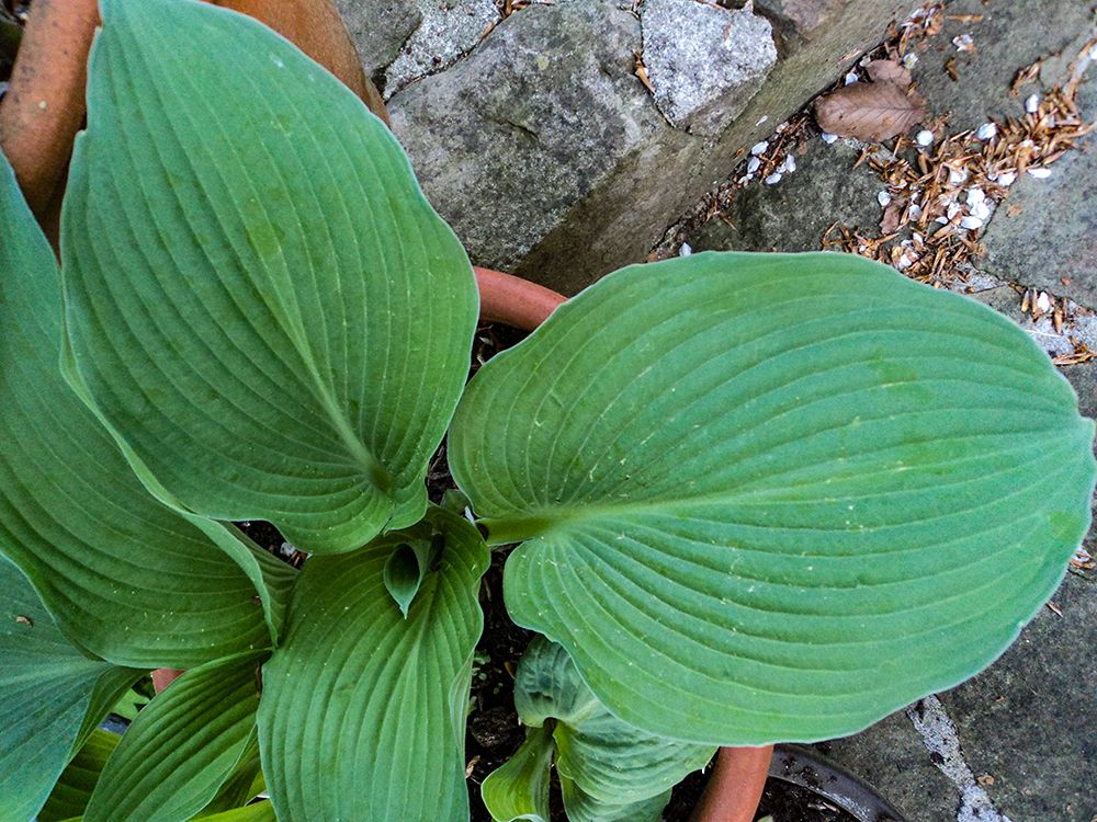 Große blaugraue Funkie Buckshaw Blue - Hosta sieboldiana Buckshaw Blue ...