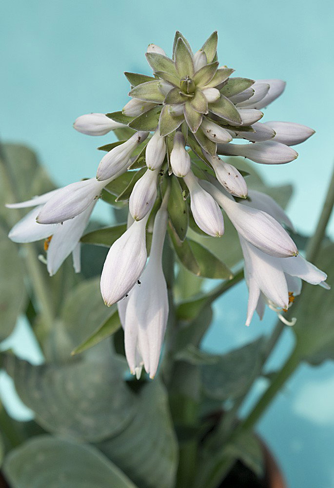 Funkie Blue Angel - Hosta sieboldiana Blue Angel günstig kaufen