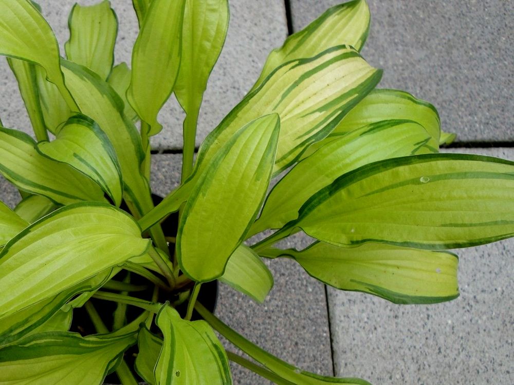 Kleine Funkie Kabitan - Hosta sieboldii Kabitan günstig kaufen