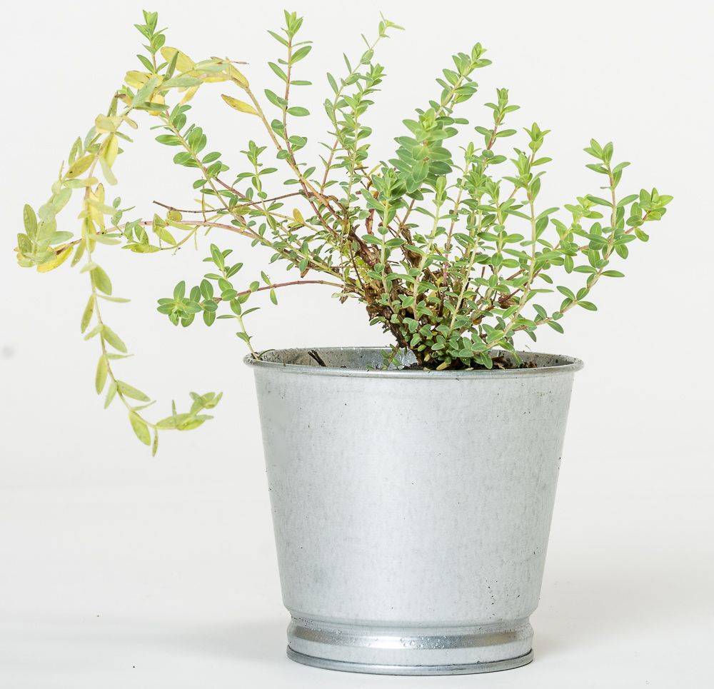 Polster-Johanniskraut 'Grandiflorum' - Hypericum polyphyllum ...