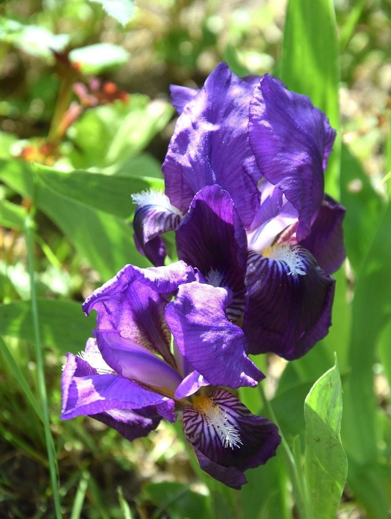 Zwergige Schwertlilie Cyanea - Iris barbata elatior Cyanea günstig kaufen