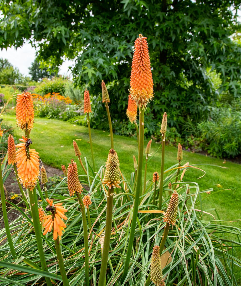 Fackellilie - Kniphofia praecox günstig kaufen