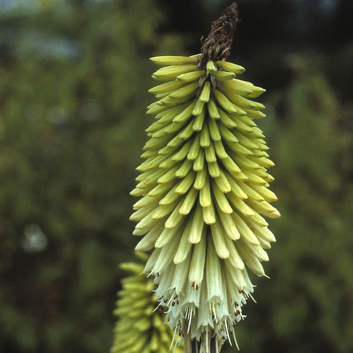 Fackellilie - Kniphofia praecox günstig kaufen