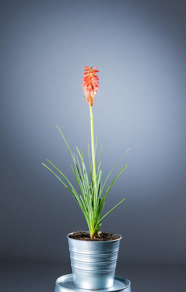 Fackellilie - Kniphofia praecox günstig kaufen