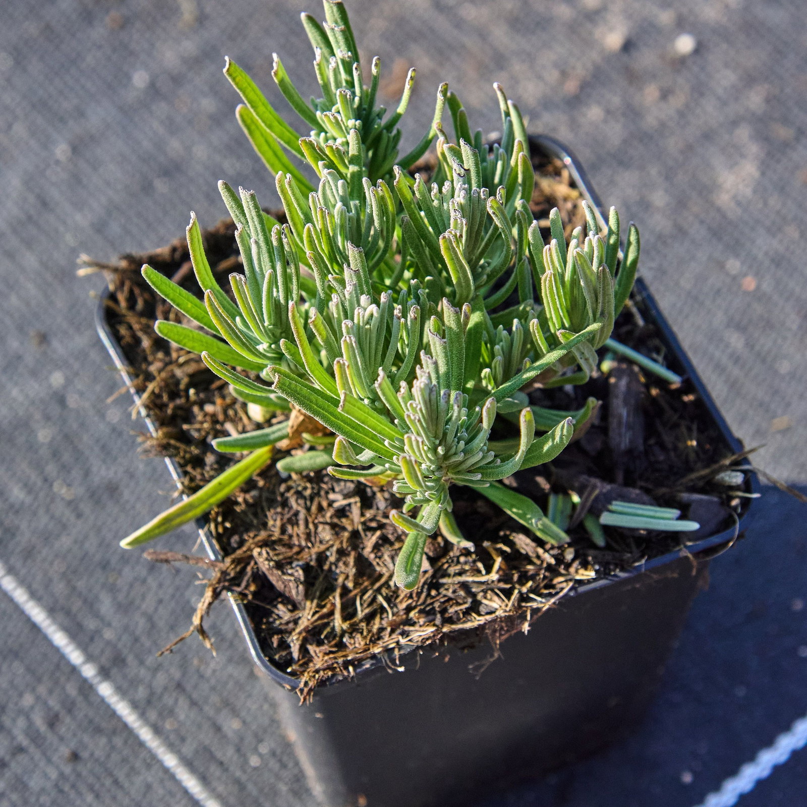 Lavendel Rosea - Lavandula angustifolia Rosea günstig kaufen