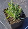 Lavendel Rosea - Lavandula angustifolia Rosea günstig kaufen