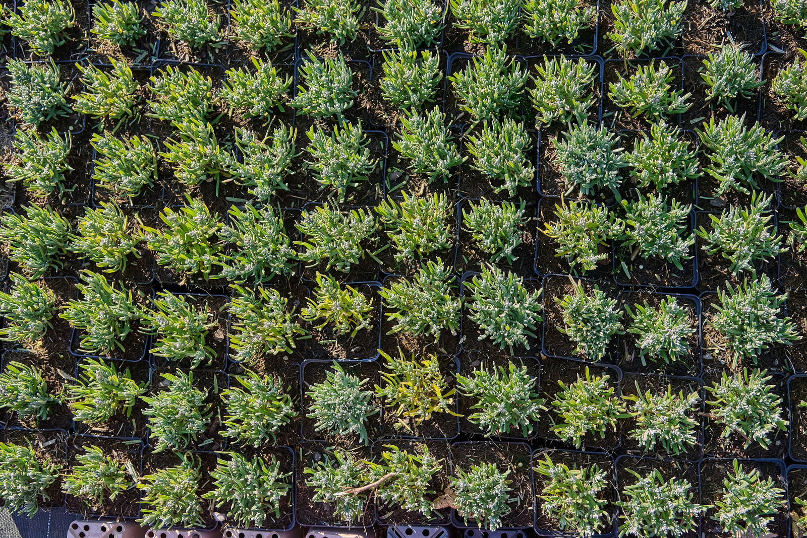 Lavendel Rosea - Lavandula angustifolia Rosea günstig kaufen