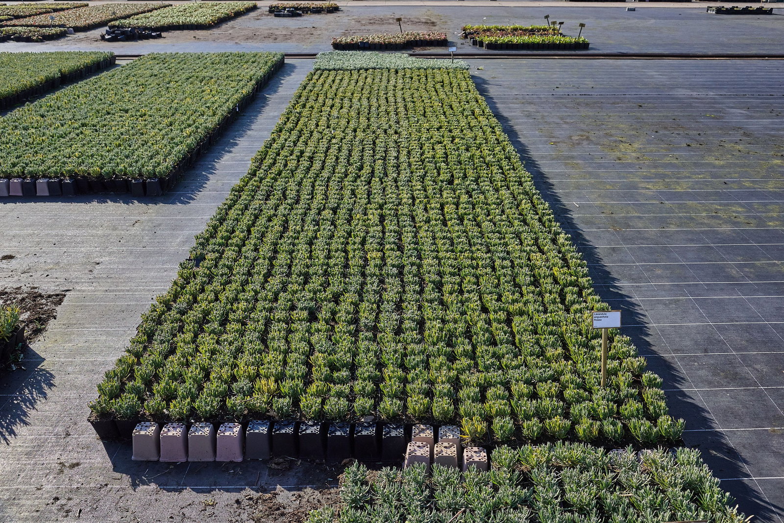 Lavendel Rosea - Lavandula angustifolia Rosea günstig kaufen