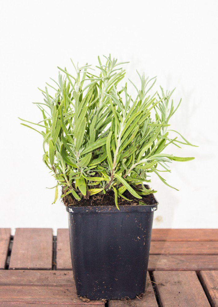 Lavendel Rosea - Lavandula angustifolia Rosea günstig kaufen