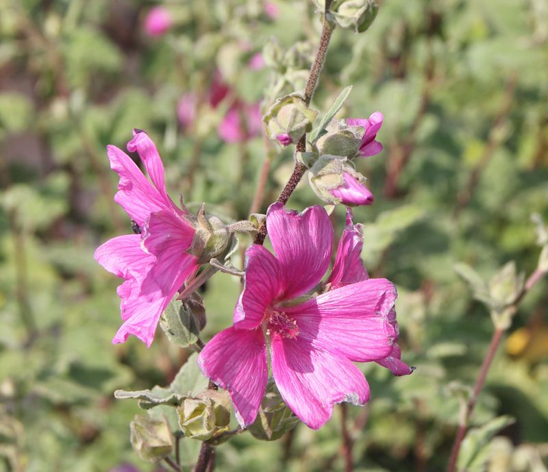 Buschmalve Burgundy Wine - Lavatera olbia Burgundy Wine günstig kaufen