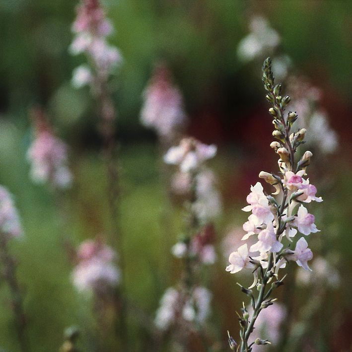 Leinkraut Alba - Linaria purpurea Alba günstig kaufen