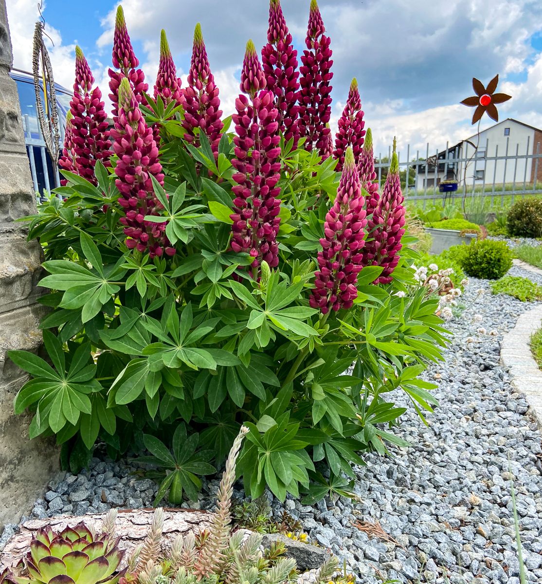 Lupine Camelot Red ® - Lupinus polyphyllus Camelot Red ® günstig kaufen