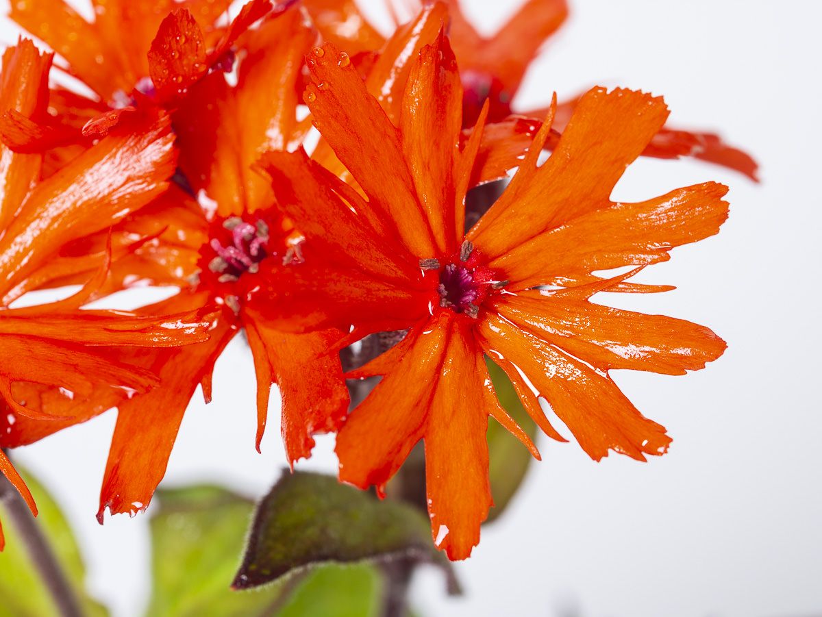 Bastard Lichtnelke Orange Zwerg - Lychnis arkwrightii Orange Zwerg ...
