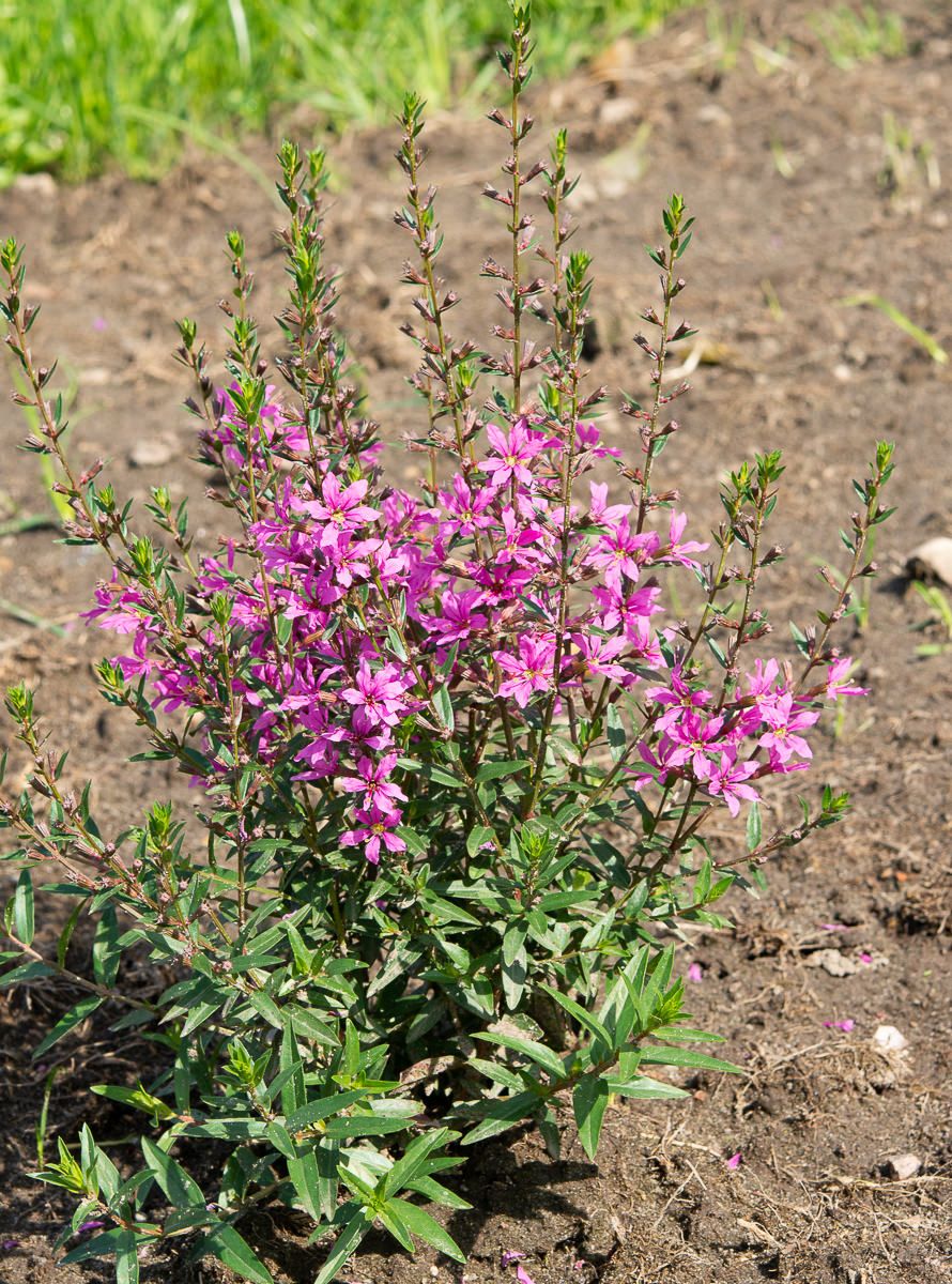 Ruten Weiderich Swirl - Lythrum virgatum Swirl günstig kaufen