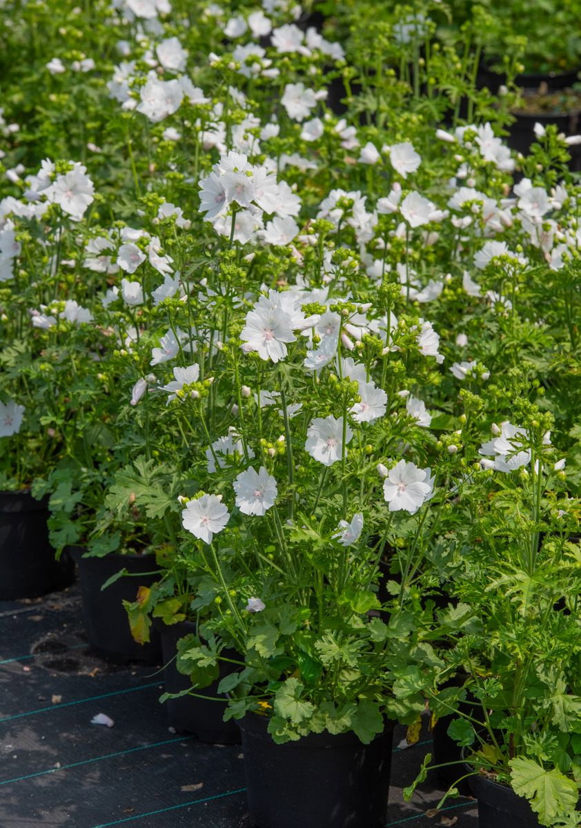 Moschus Malve weiß - Malva moschata Alba günstig kaufen