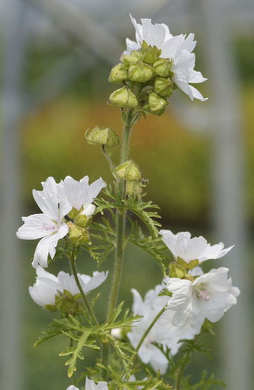 Moschus Malve weiß - Malva moschata Alba günstig kaufen